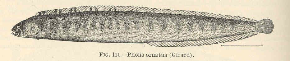 Saddleback Gunnel | Angler's Atlas