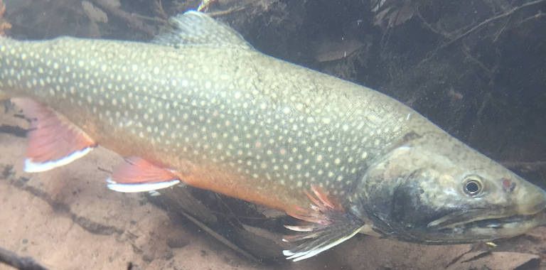 Onaping Lake, Ontario | Angler's Atlas
