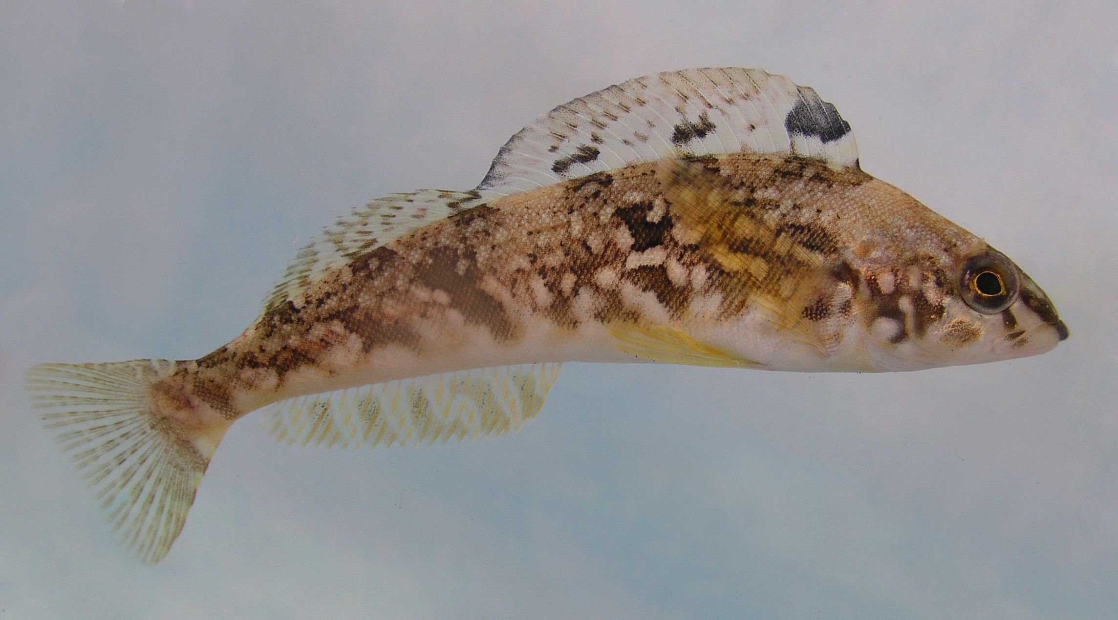 Whitespotted Greenling | Angler's Atlas