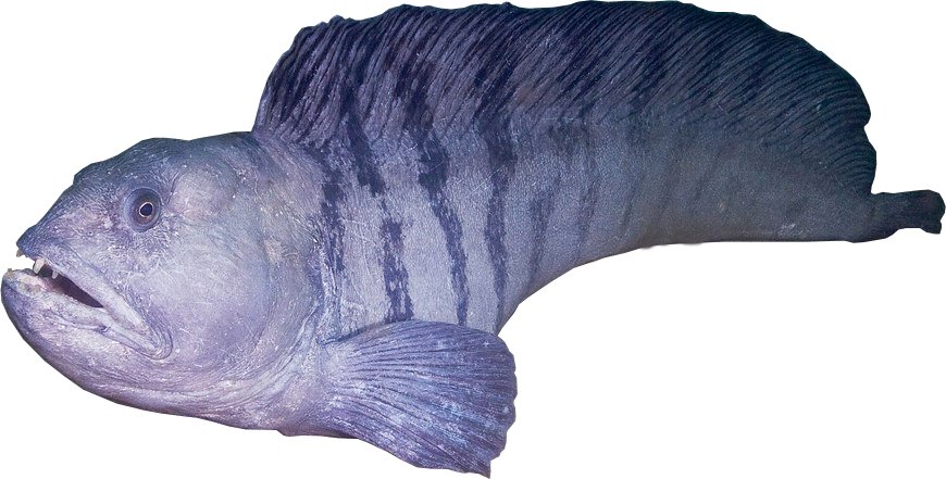 Wolf Eel | Angler's Atlas