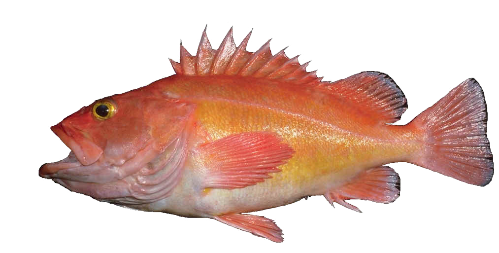 Yelloweye Rockfish | Angler's Atlas