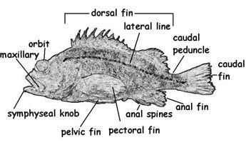 Rockfish Conservation Areas | Angler's Atlas