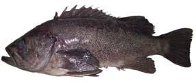 Rockfish Conservation Areas | Angler's Atlas