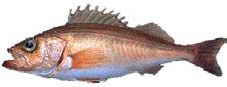 Rockfish Conservation Areas | Angler's Atlas