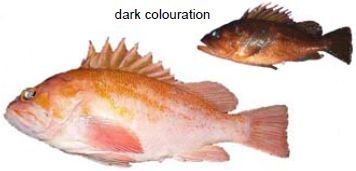 Rockfish Conservation Areas | Angler's Atlas
