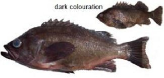 Rockfish Conservation Areas | Angler's Atlas