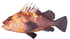 Rockfish Conservation Areas | Angler's Atlas