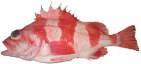 Rockfish Conservation Areas | Angler's Atlas