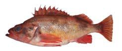 Rockfish Conservation Areas | Angler's Atlas