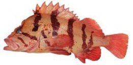 Rockfish Conservation Areas | Angler's Atlas