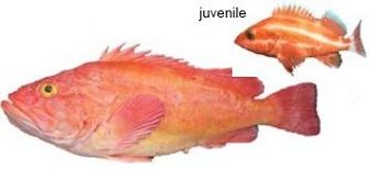 Rockfish Conservation Areas | Angler's Atlas